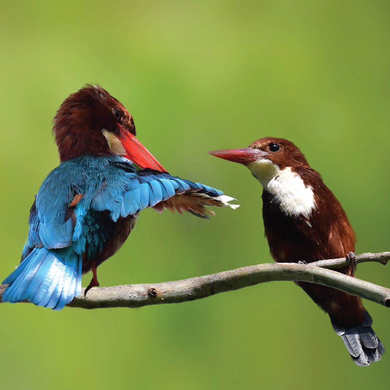 Discover - World For Nature