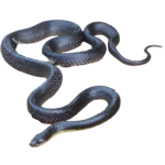 Black Krait - World For Nature