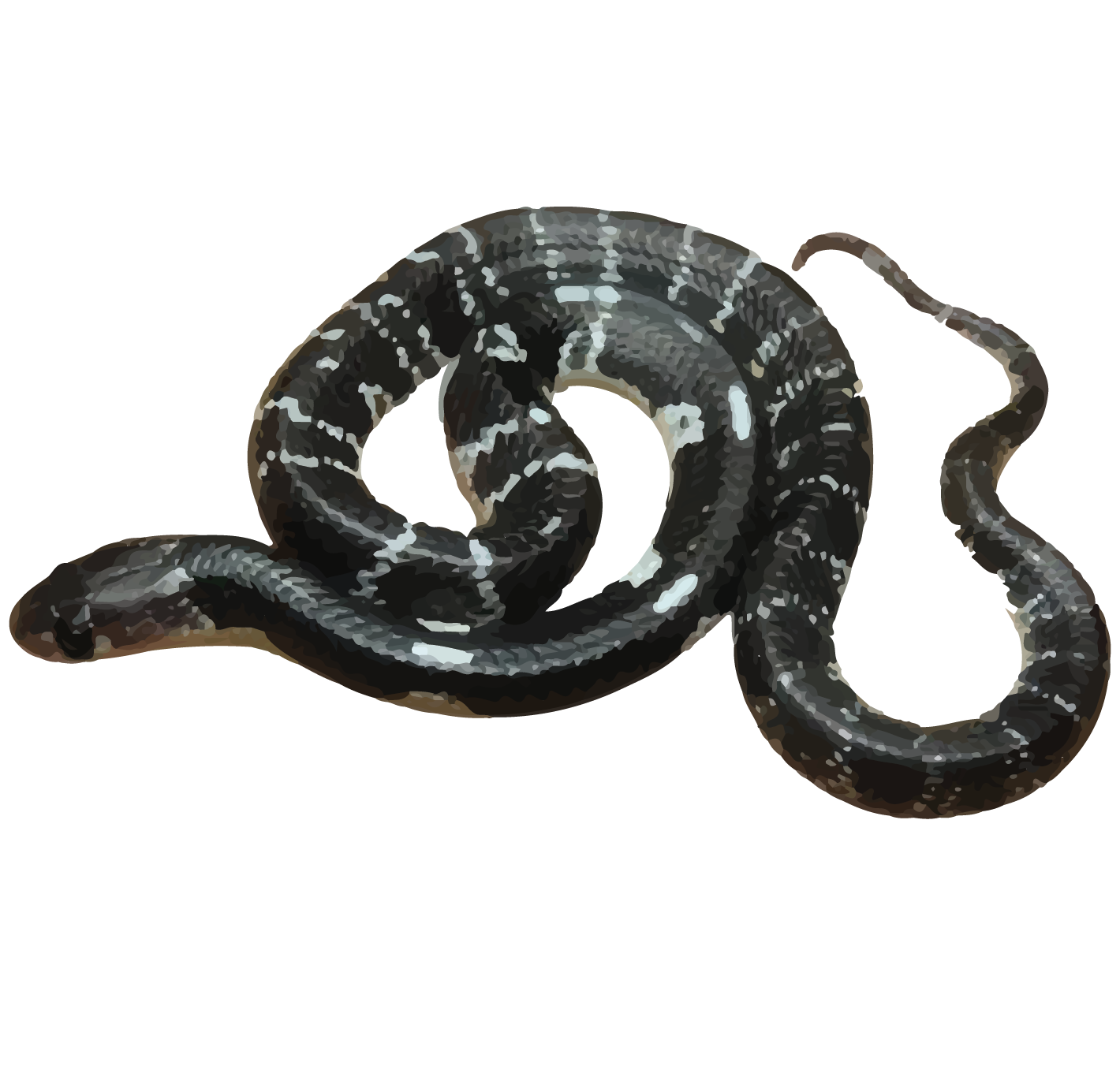 Common Krait World For Nature Common Krait World For Nature