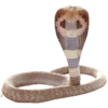 Indian Cobra - World For Nature