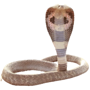 Indian Cobra - World For Nature