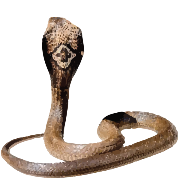 Monocled Cobra - World For Nature