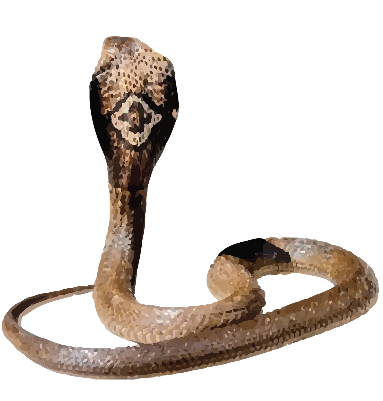 Monocled Cobra World For Nature