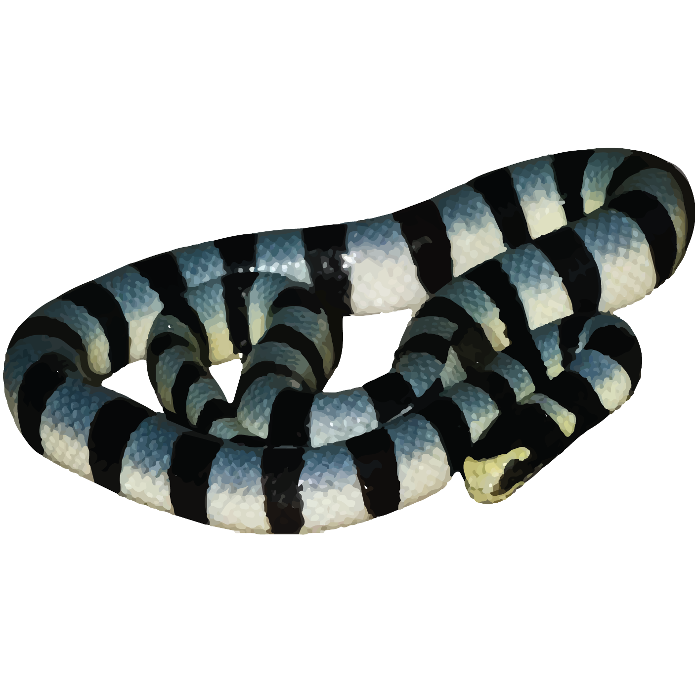 Yellow-lipped Sea Krait - World For Nature