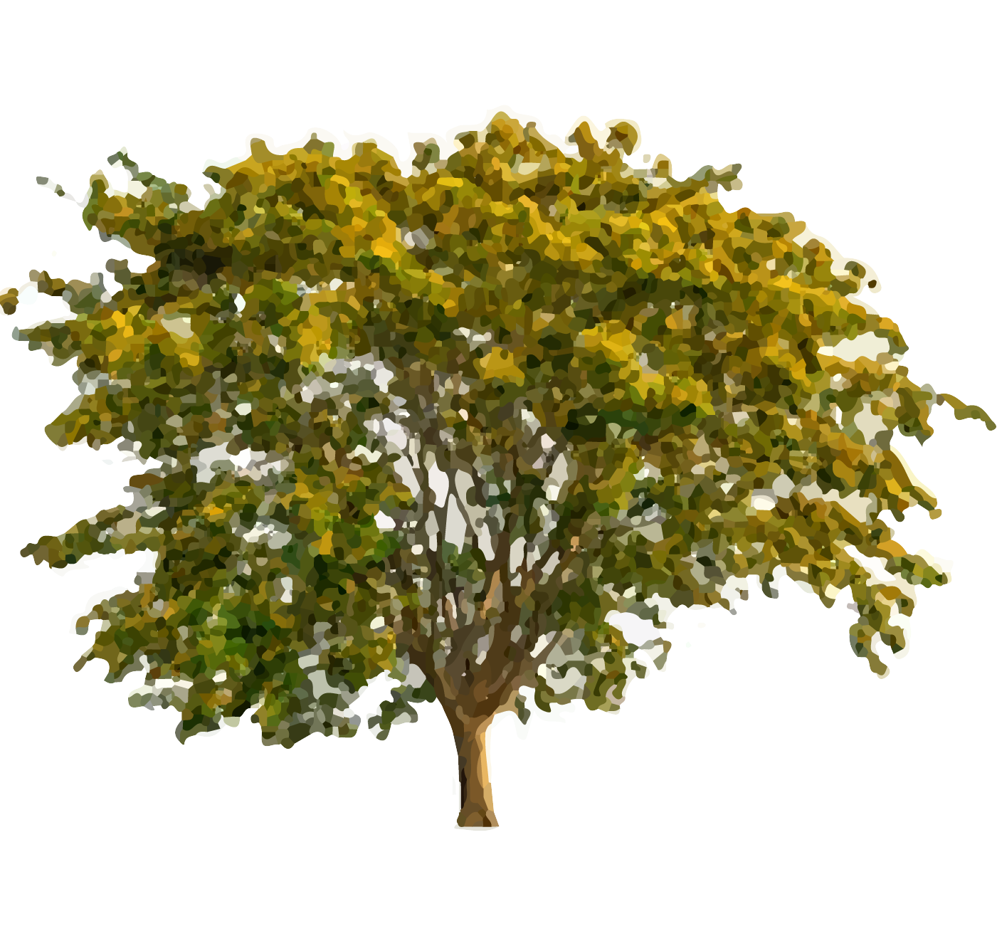 Padauk Flower Png Free Download at Estela Sharp blog