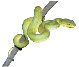 Bamboo Pit Viper - World For Nature