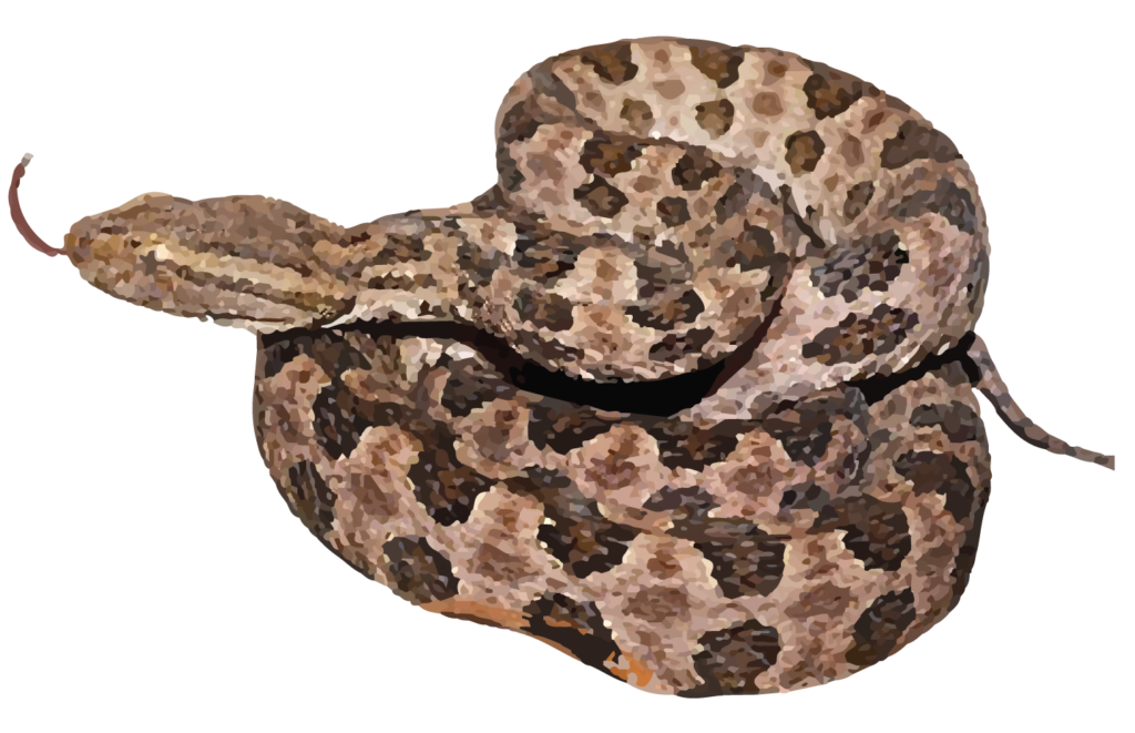 Brown Spotted Pit Viper - World For Nature
