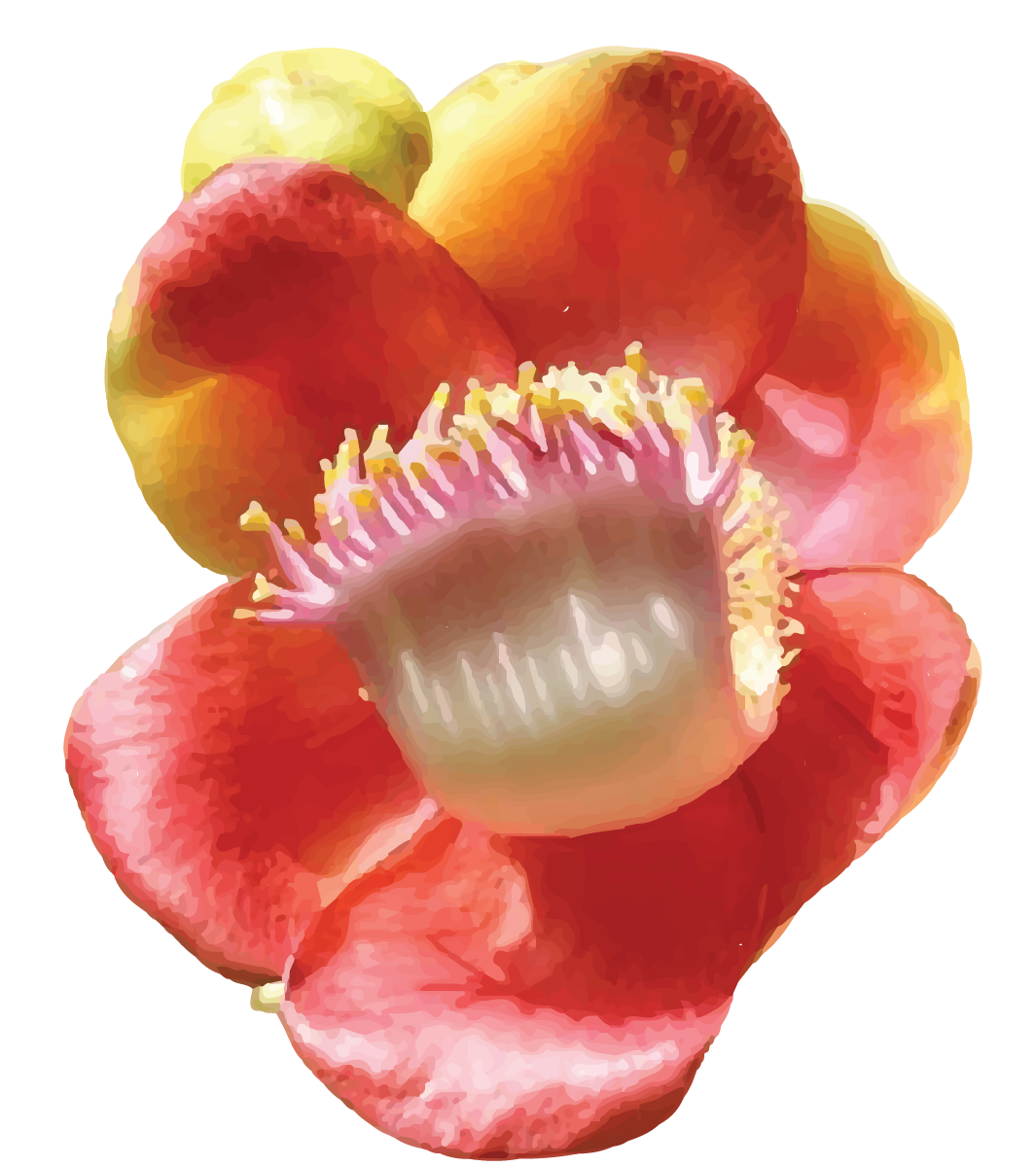 Puducherry SF - World For Nature