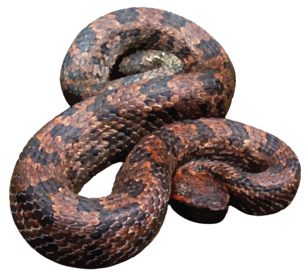 Eastern Himalayan Pit Viper - World For Nature