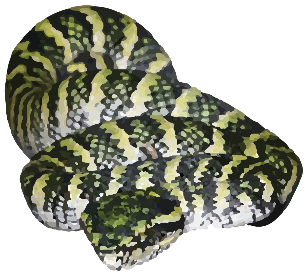 Hutton’s Pit Viper - World For Nature