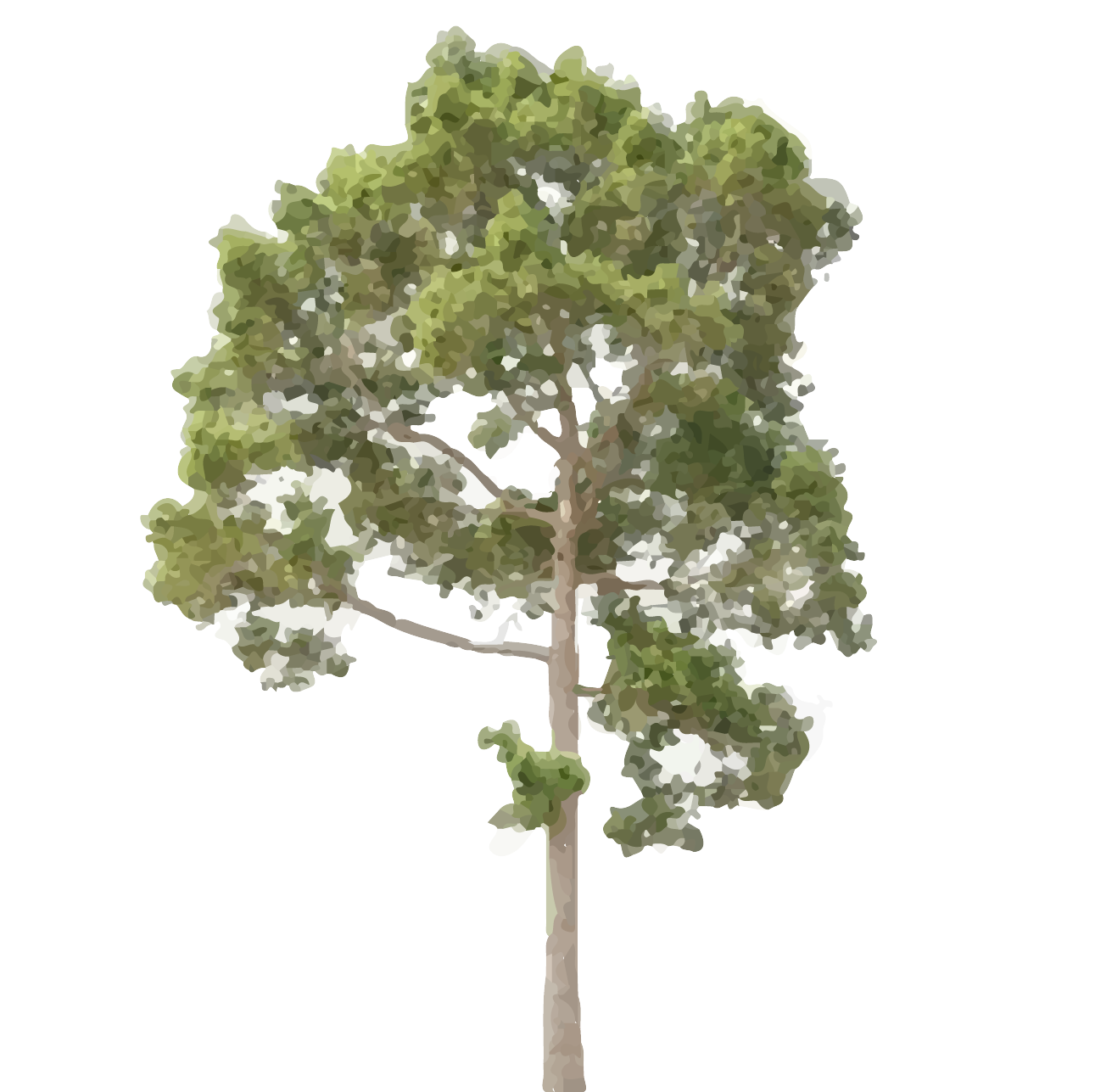 Assam ST - World For Nature