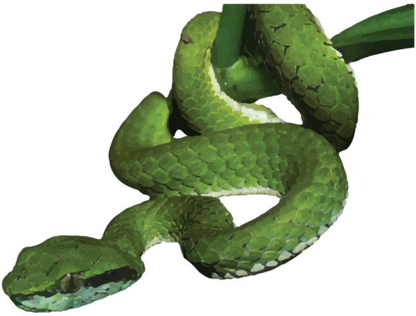 Large Scaled Pit Viper - World For Nature