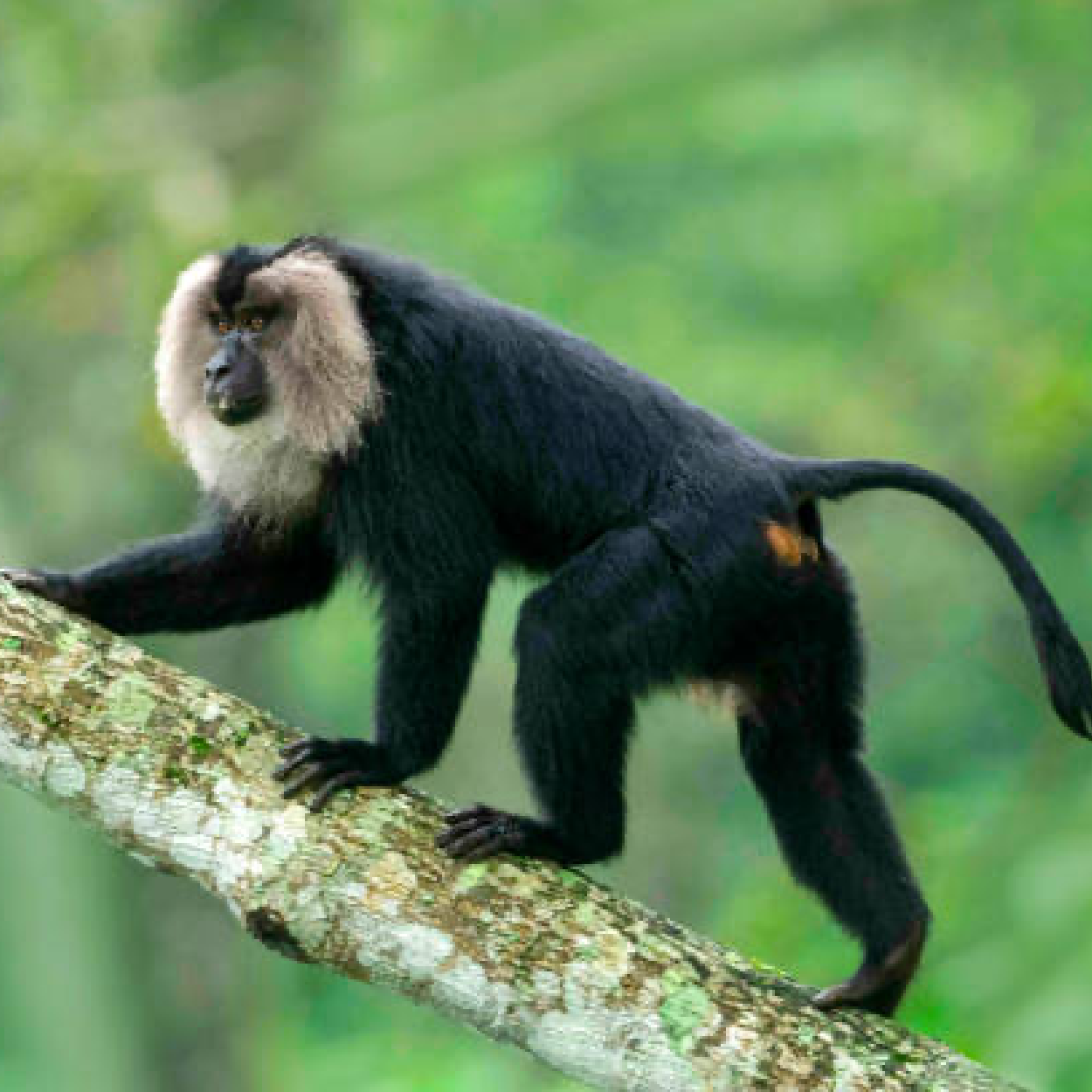 Lion Tailed Macaque - World For Nature