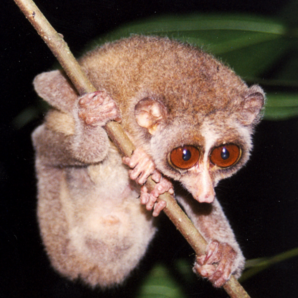 Red Slender Loris - World For Nature