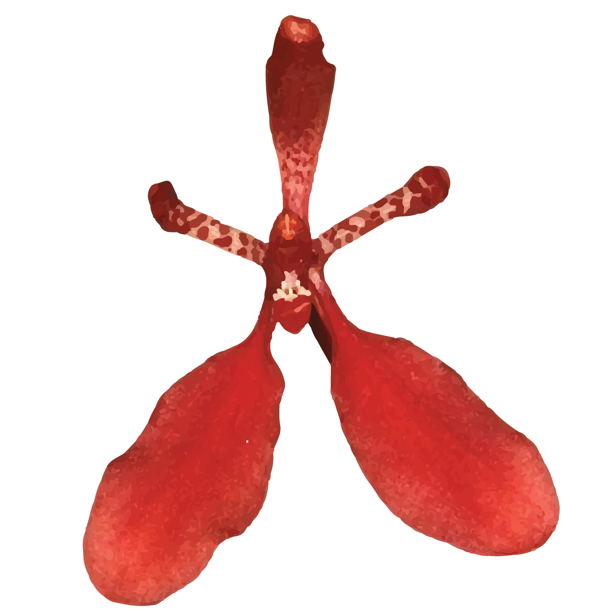 Mizoram SF - World For Nature