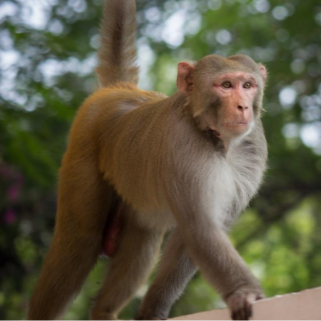 Rhesus Macaque - World For Nature