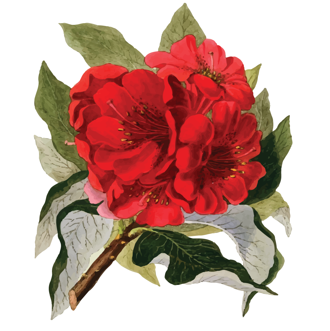 Nagaland SF - World For Nature