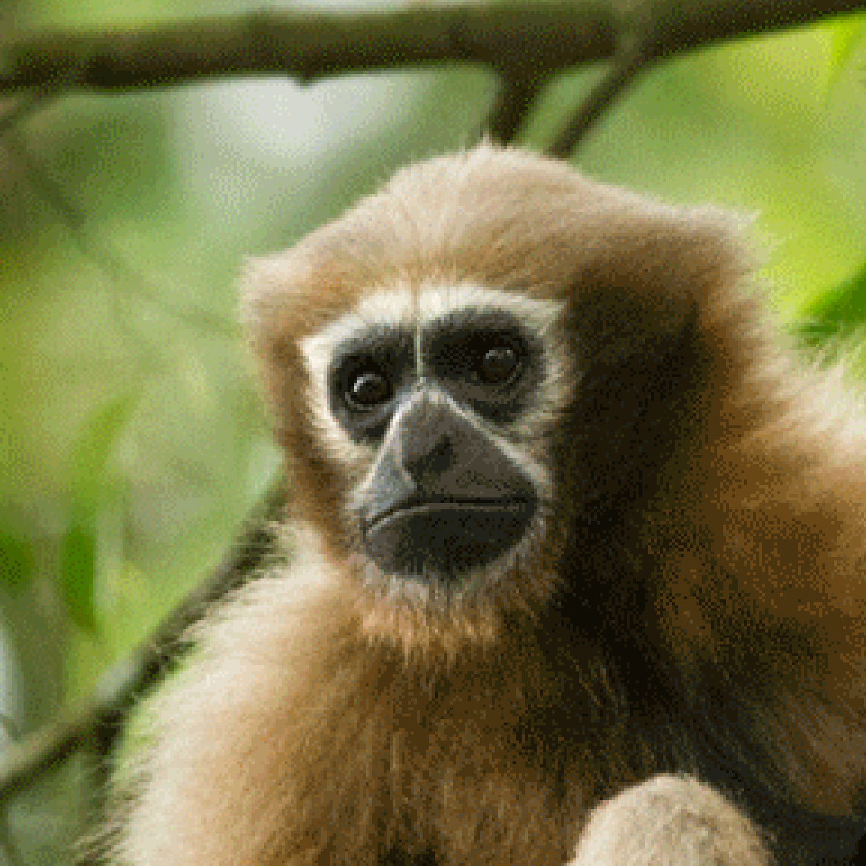 Western Hoolock Gibbon - World For Nature