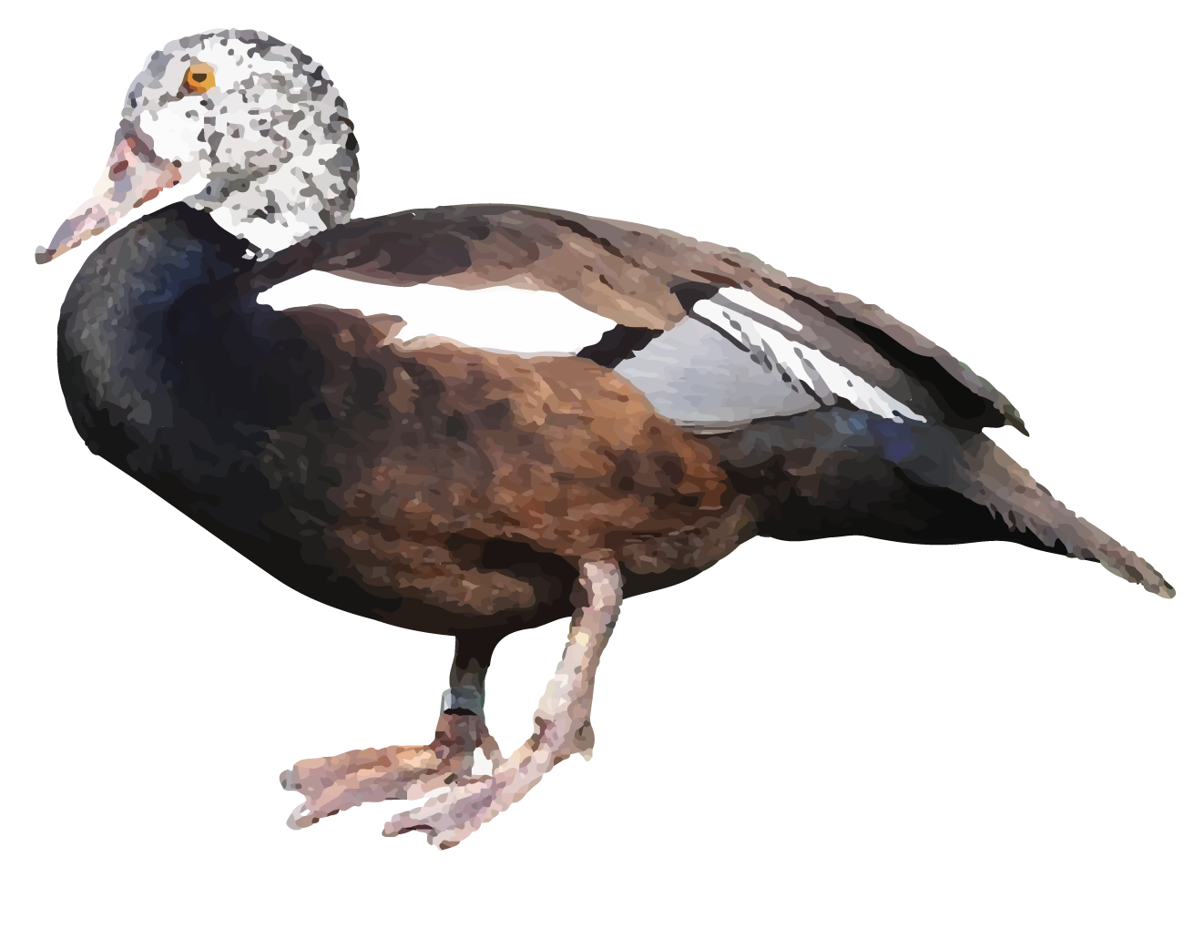 Assam SB - World For Nature