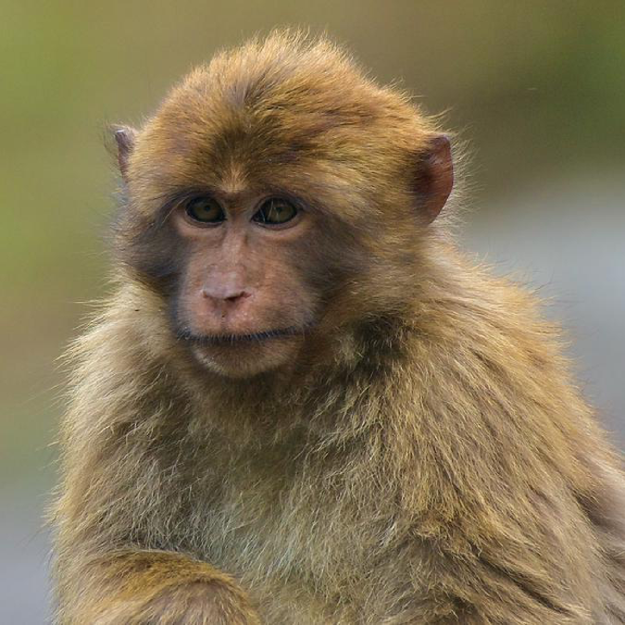 Arunachal Macaque - World For Nature
