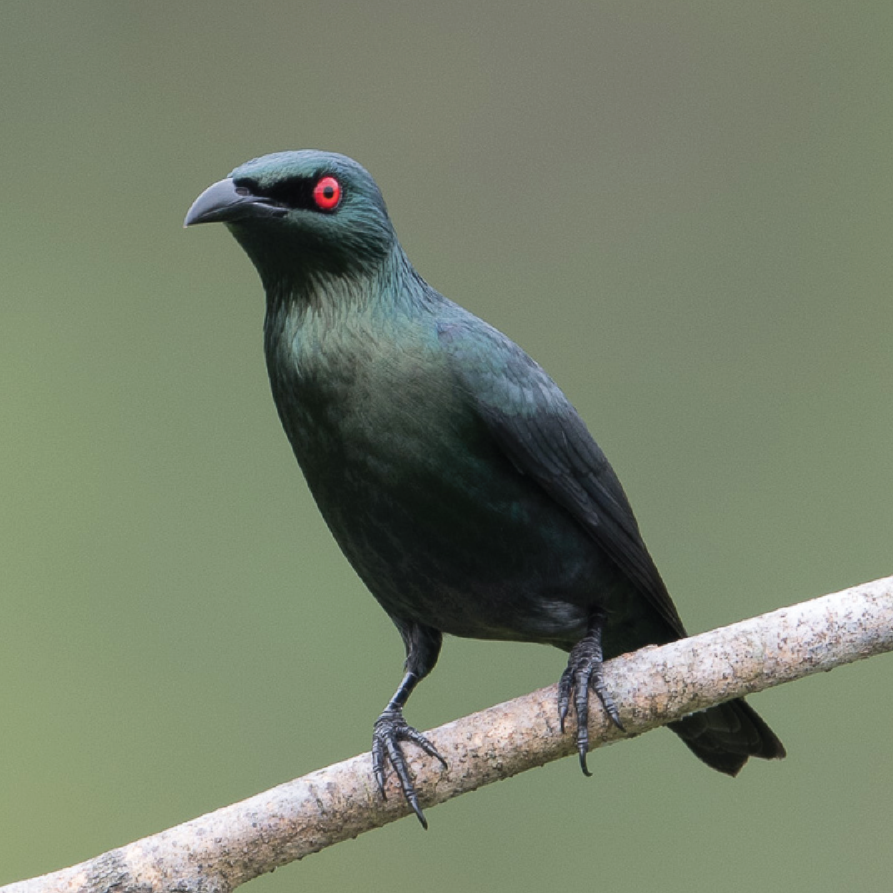 Asian Glossy Starling - World For Nature