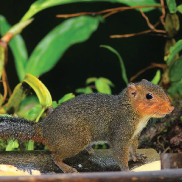 Asian Red Cheeked Squirrel - World For Nature