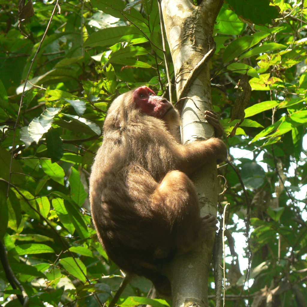 Bear Macaque - World For Nature