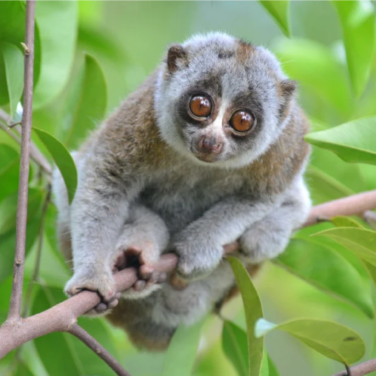 Bengal Slow Loris - World For Nature