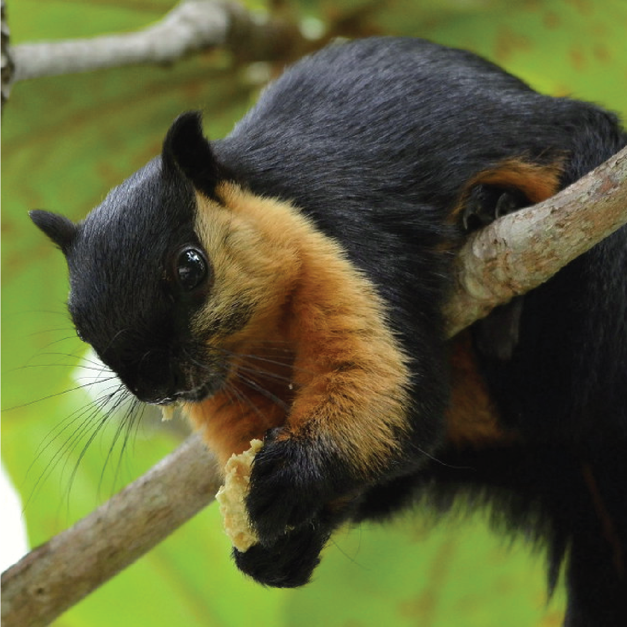 The Black Giant Squirrel - World For Nature