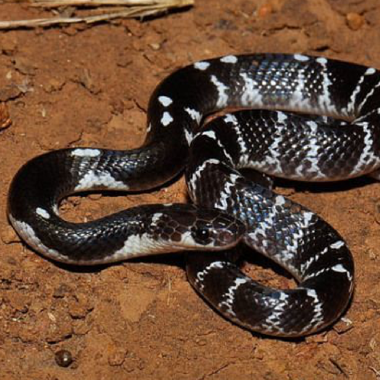 Snakes - World For Nature