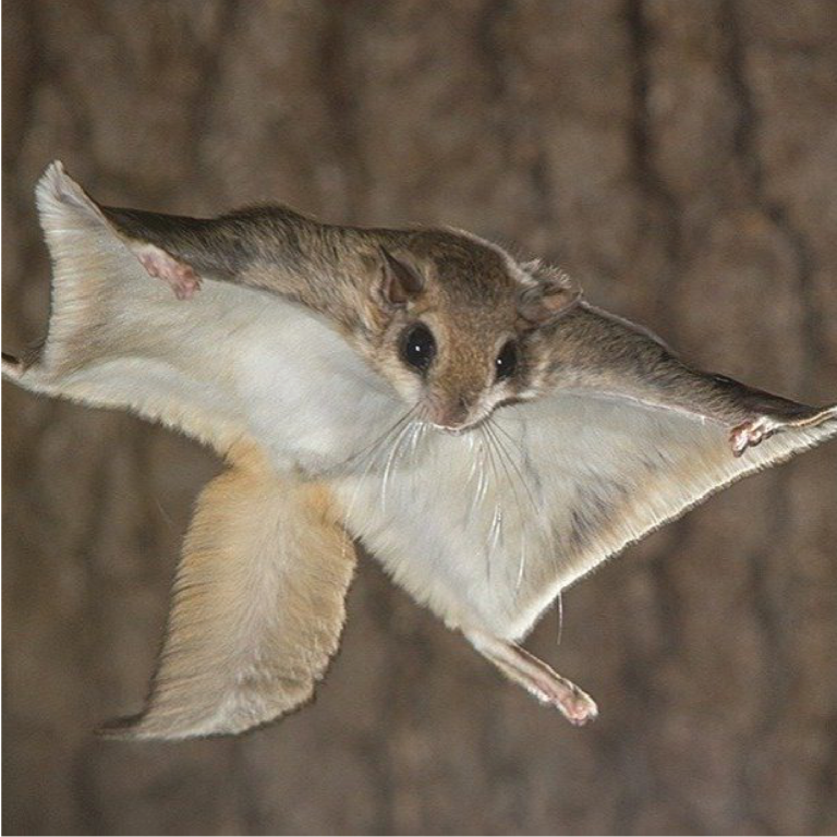 The Flying Squirrel - World For Nature