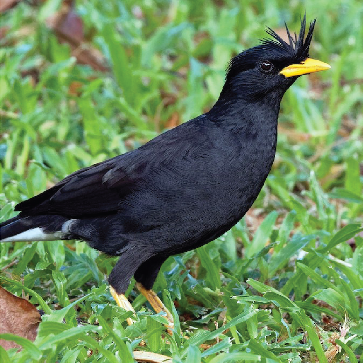 Great Myna - World For Nature