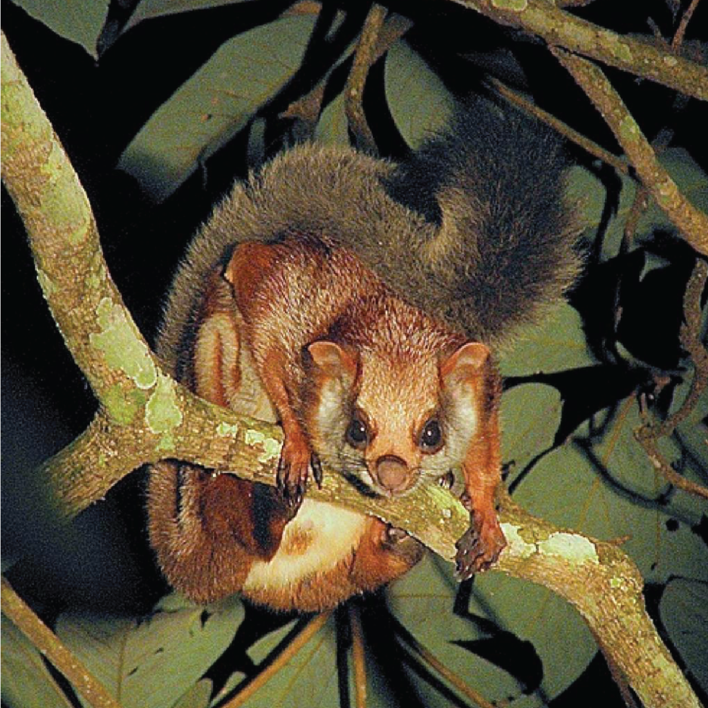 The Indian Giant Flying Squirrel - World For Nature
