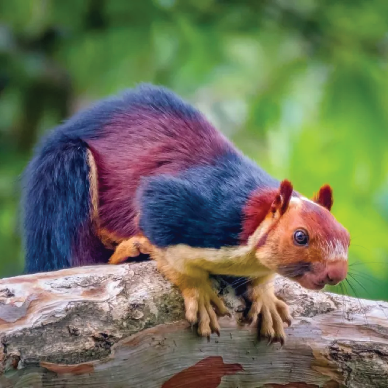 The Indian Giant Squirrel - World For Nature