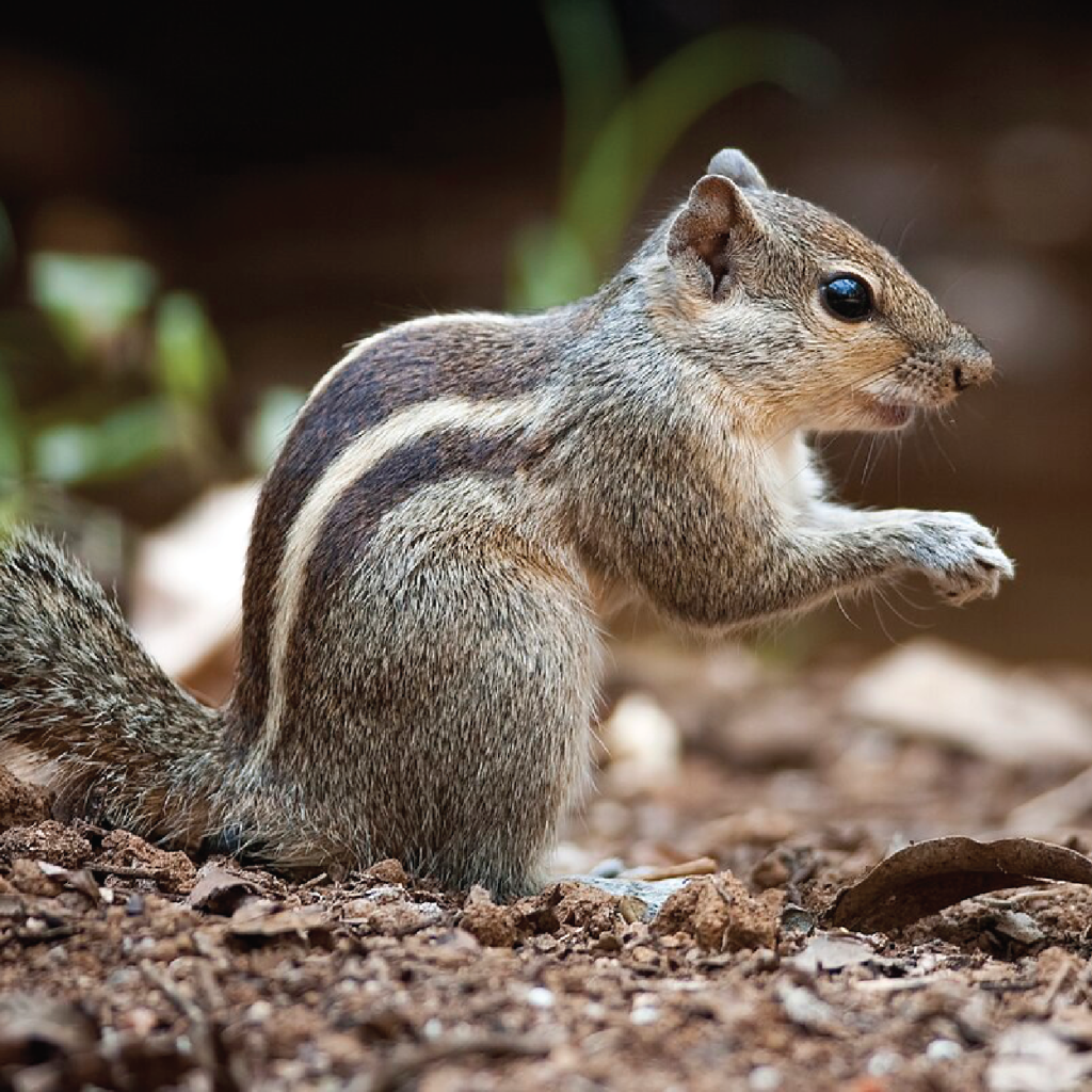 The Indian Palm Squirrel - World For Nature