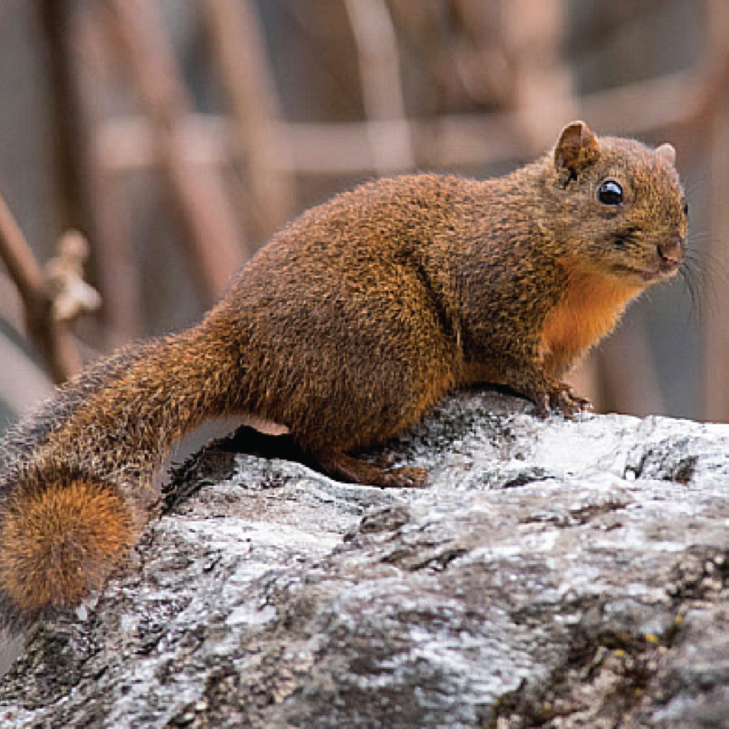 Orange Bellied Himalayan Squirrel - World For Nature