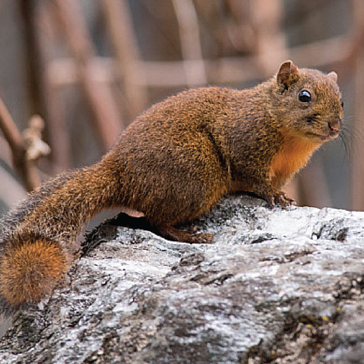 Orange Bellied Himalayan Squirrel - World For Nature