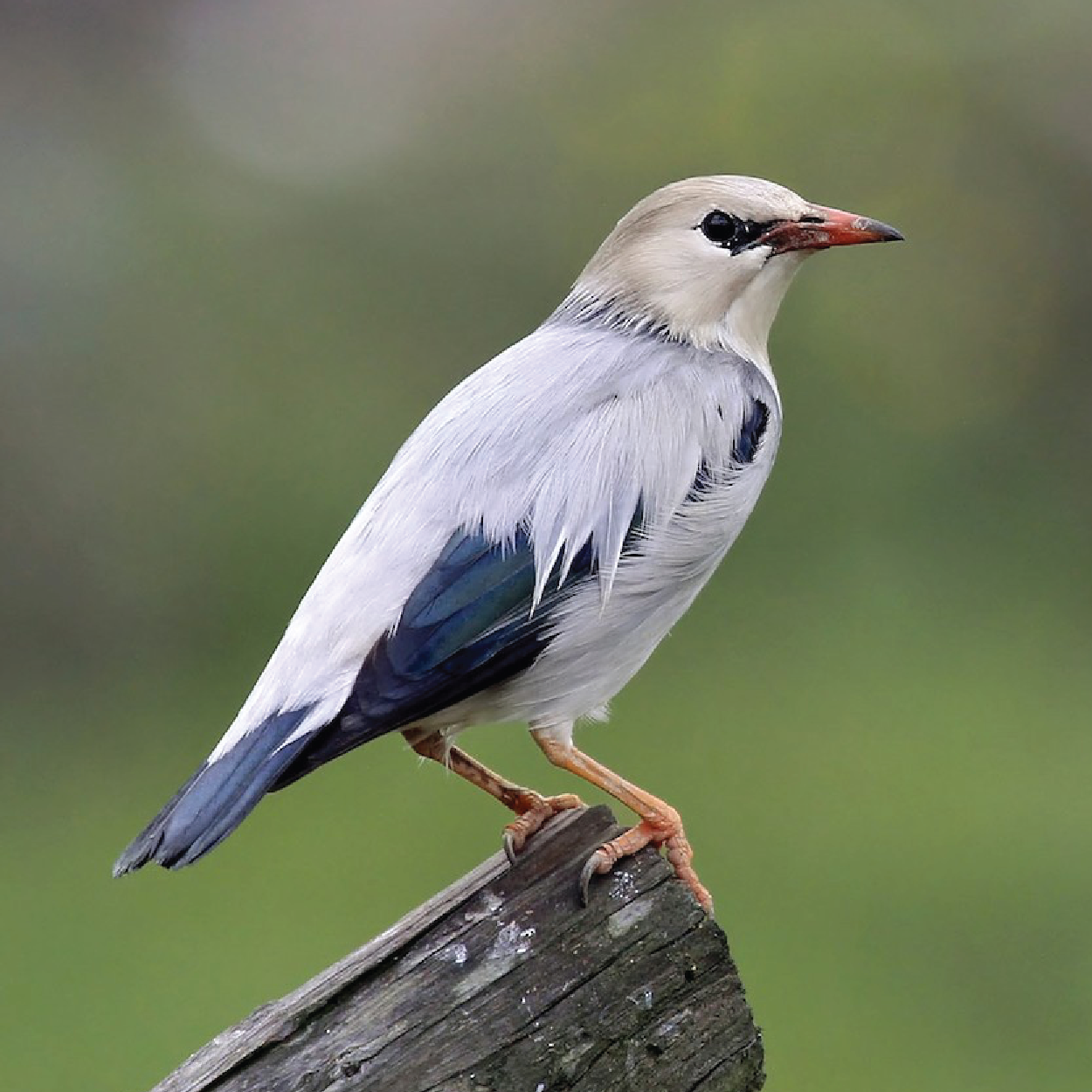 Red Billed Starling - World For Nature