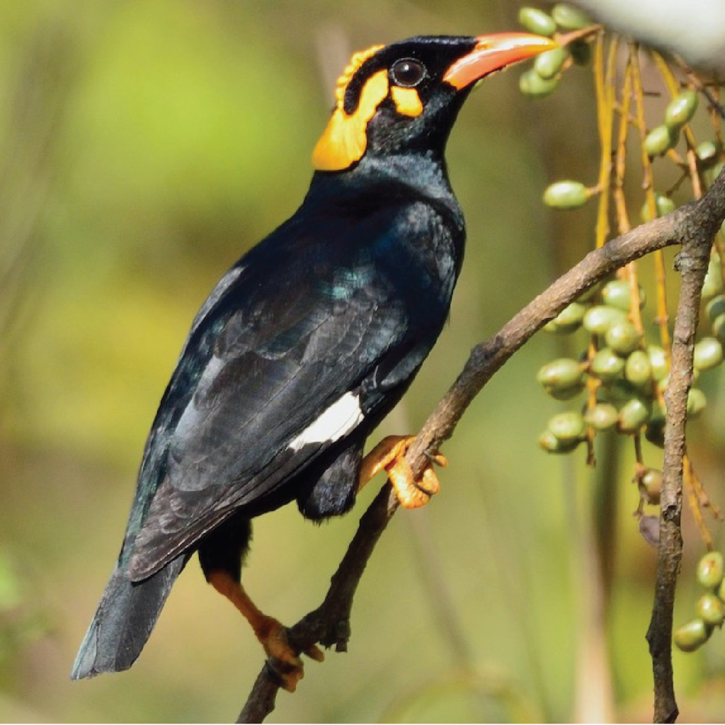 Southern Hill Myna - World For Nature