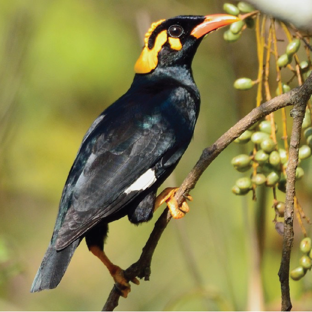Southern Hill Myna - World For Nature